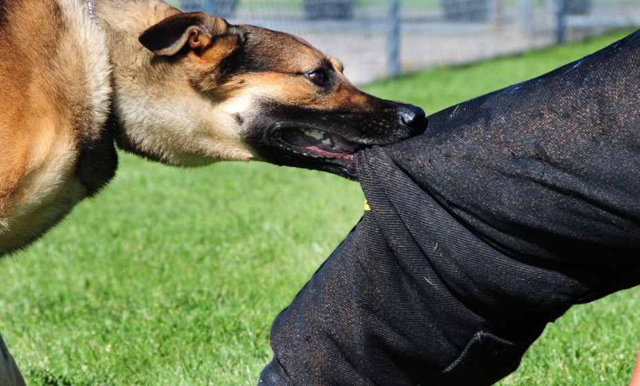 Los Angeles Dog Bite Attorney Personal Injury Lawyer JYA Law Firm Los Angeles Dog Bite Attorney Personal Injury Lawyer JYA Law Firm
